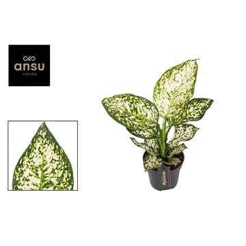Aglaonema Ivory Jade 12cm Houseplant – OH SO Floral
