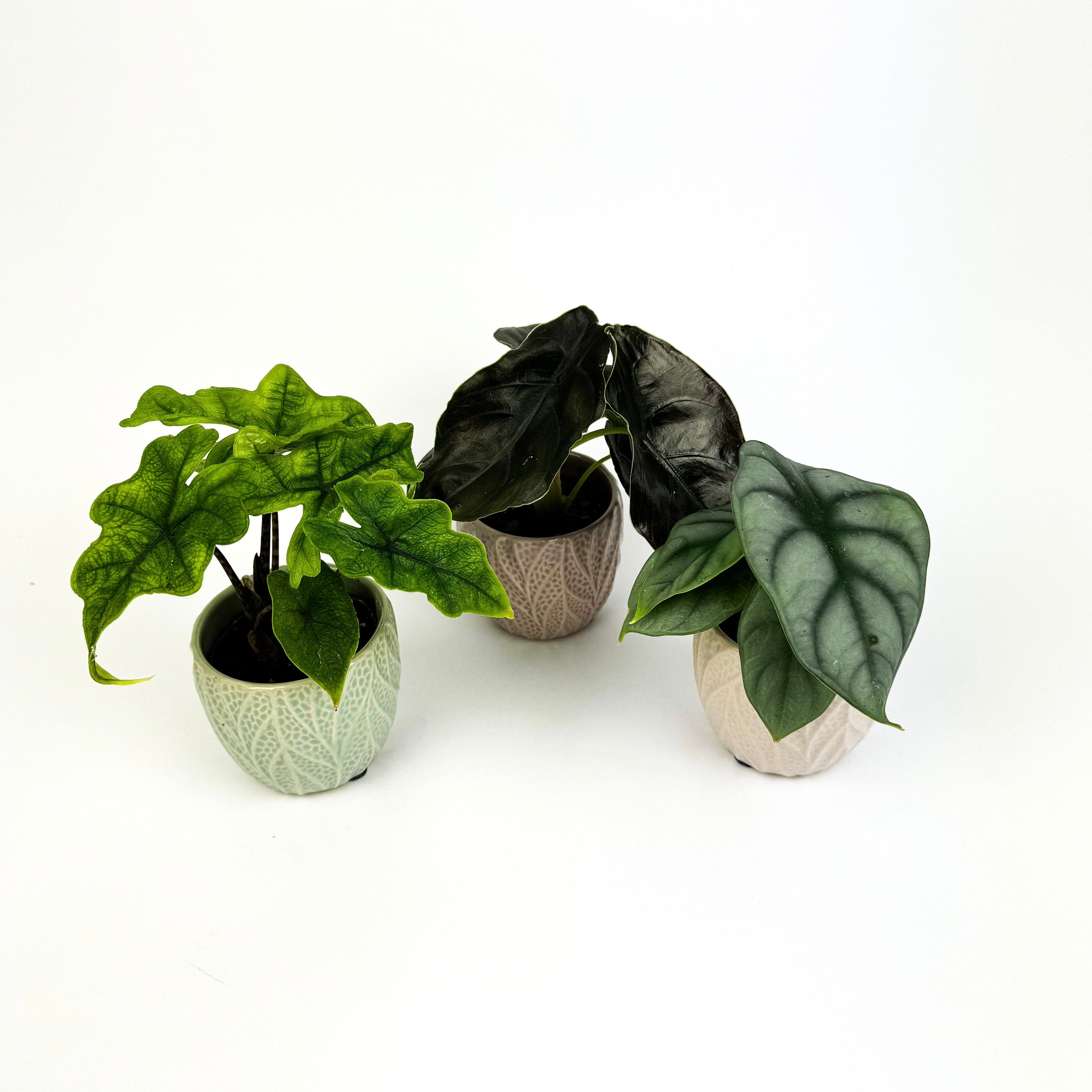 Alocasia Mini Bundle - Jacklyn, Azlani, Silver Dragon – OH SO Floral