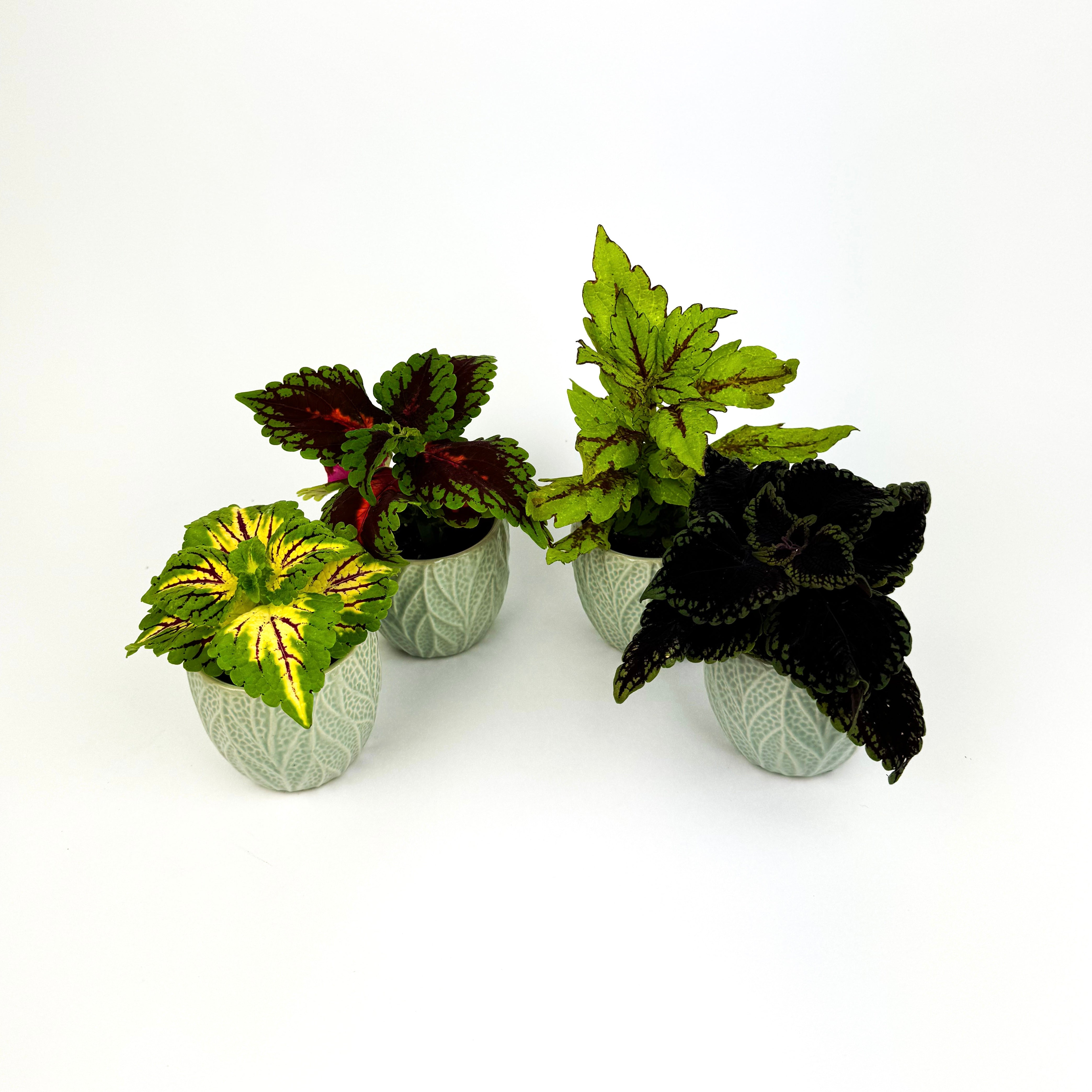 Coleus 4 Mini Houseplant Bundle – OH SO Floral