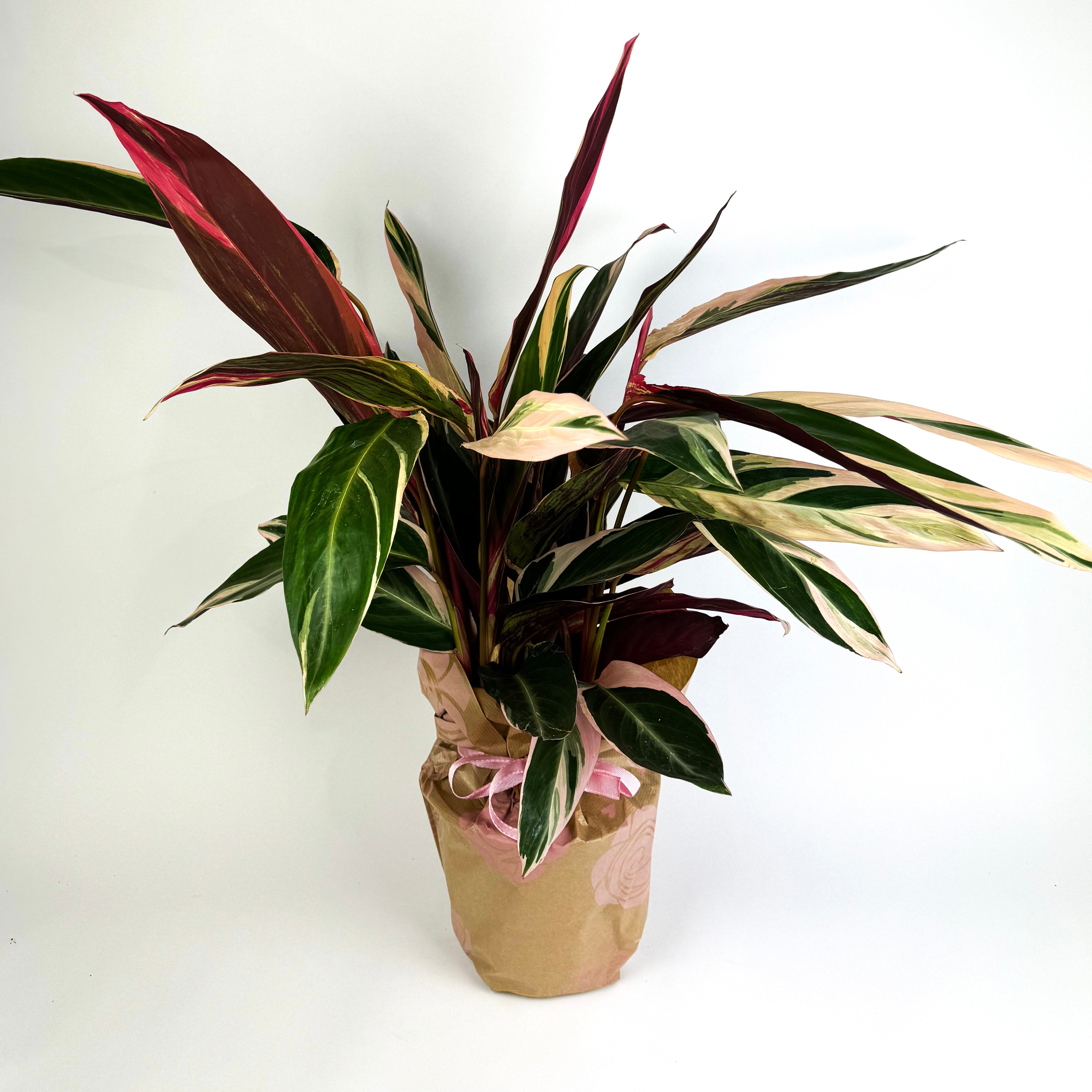 Large Calathea Triostar Indoor Houseplant – OH SO Floral
