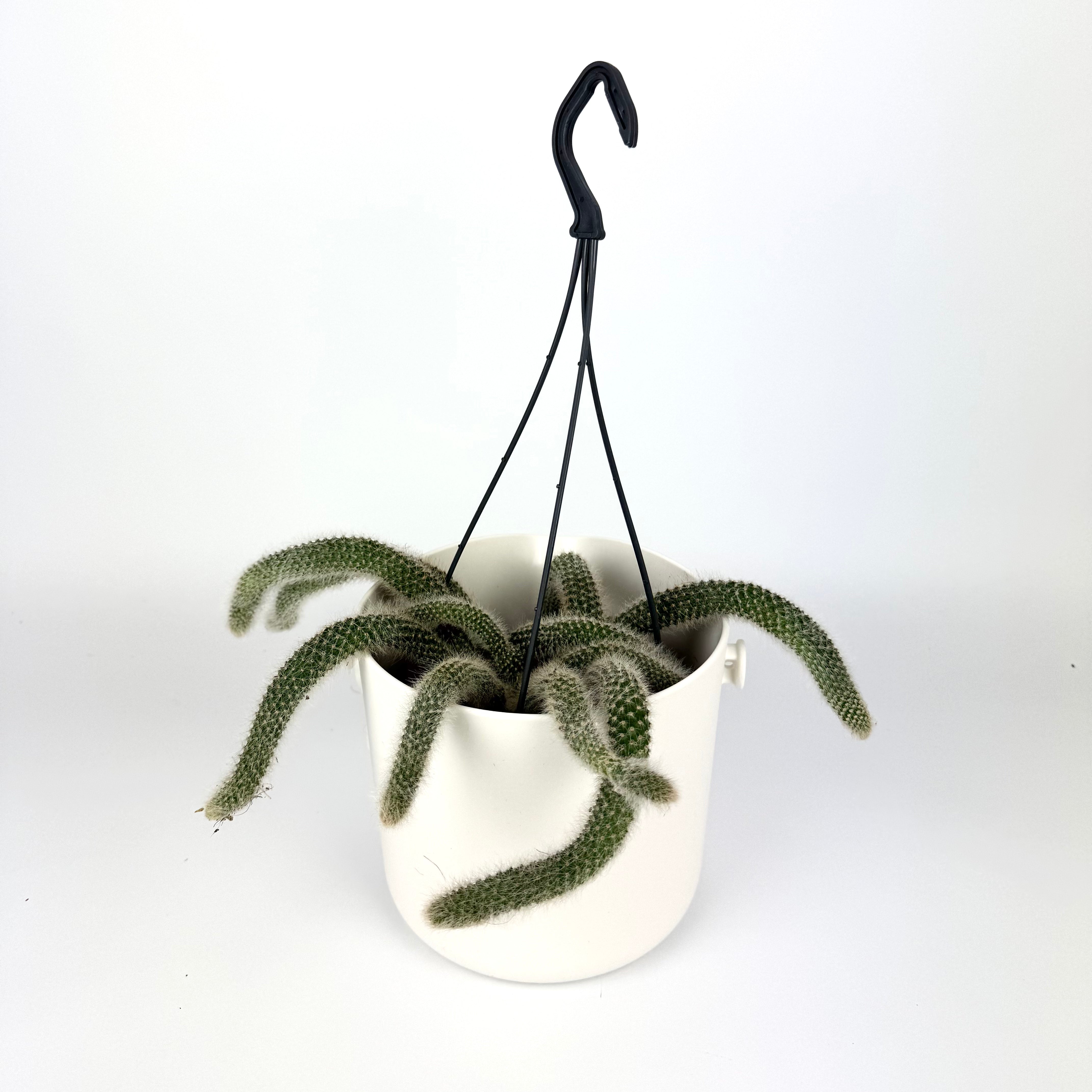 Monkey Tail Cactus 14cm Pot Size Houseplant – OH SO Floral