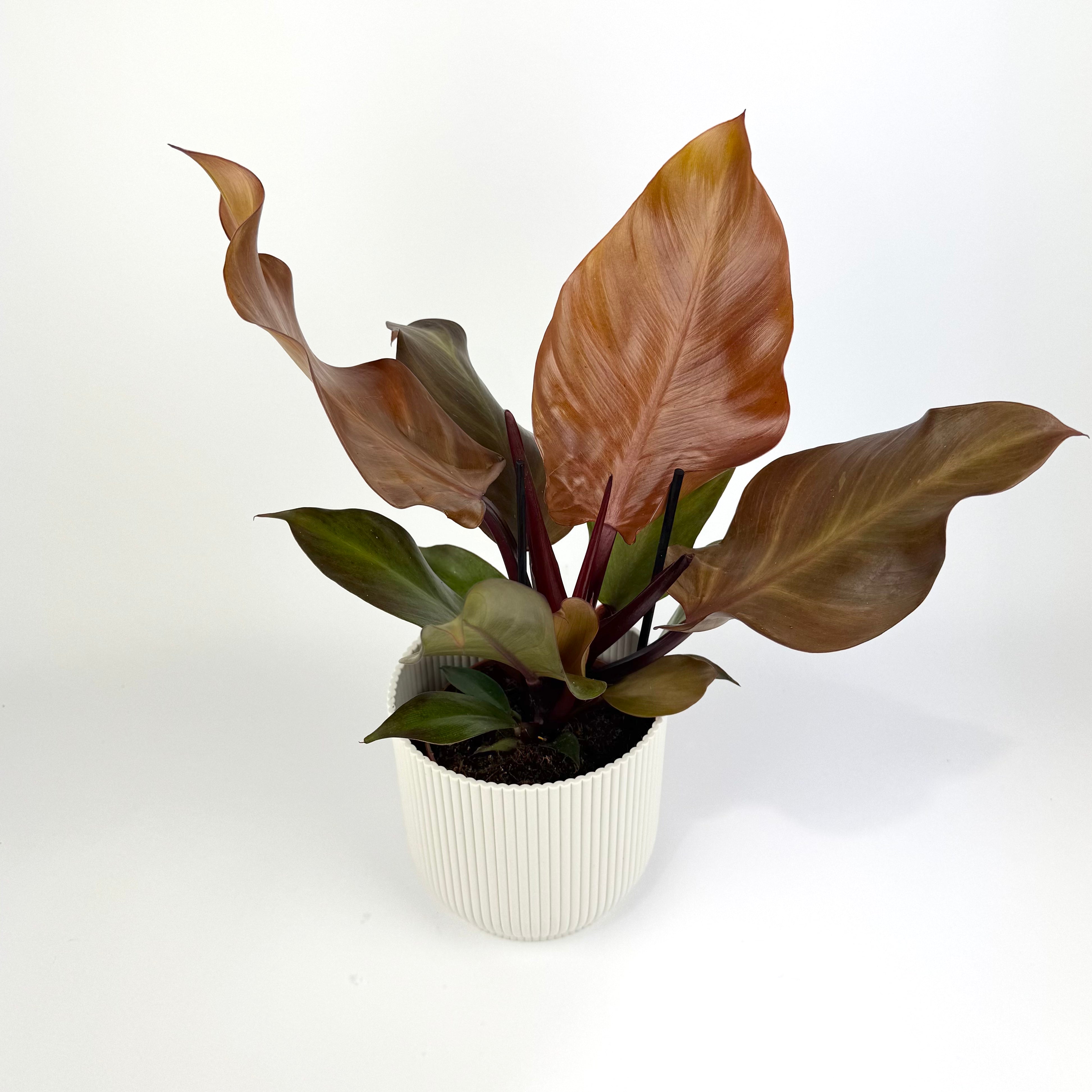Philodendron Sunlight 12cm – OH SO Floral