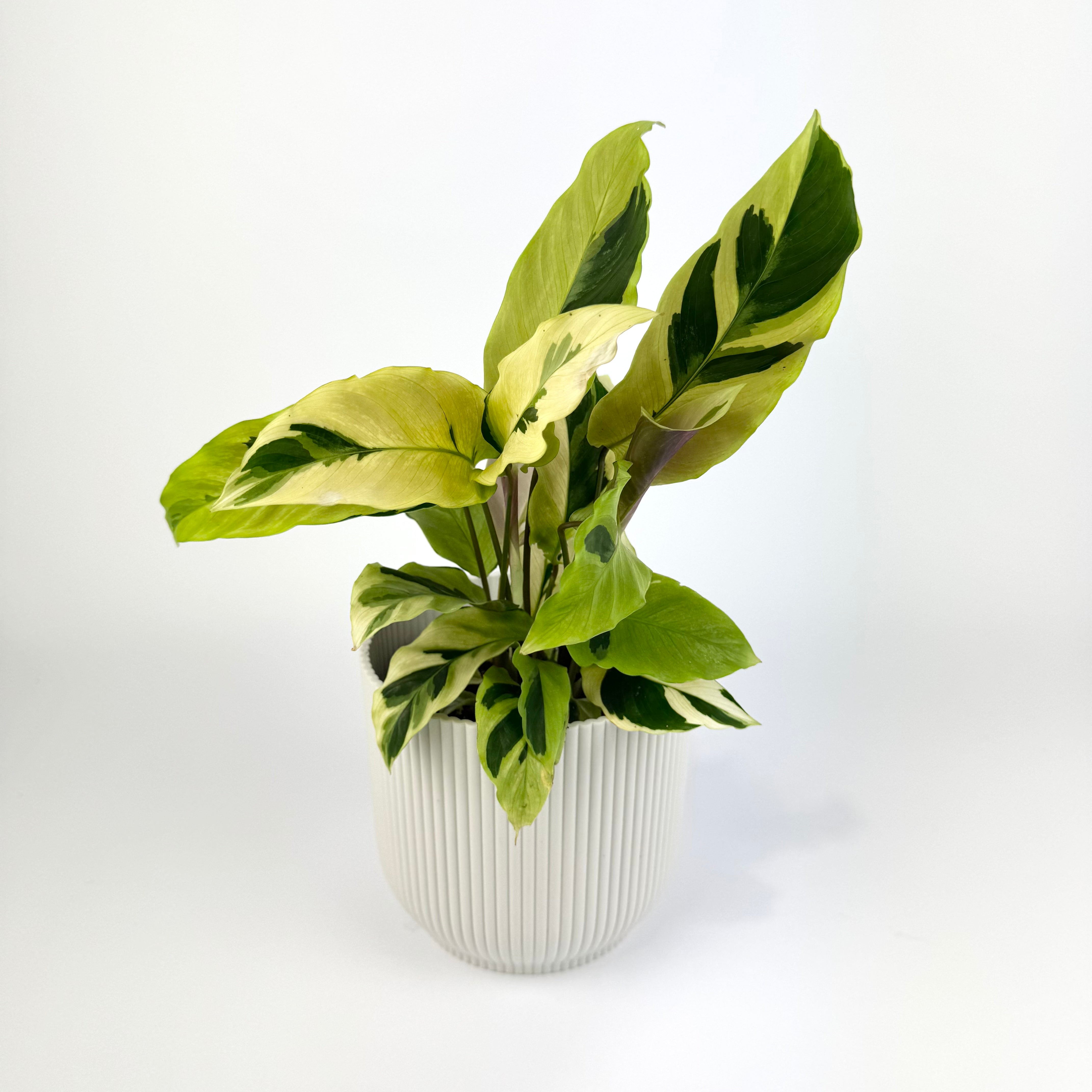 Calathea Yellow Fusion – OH SO Floral