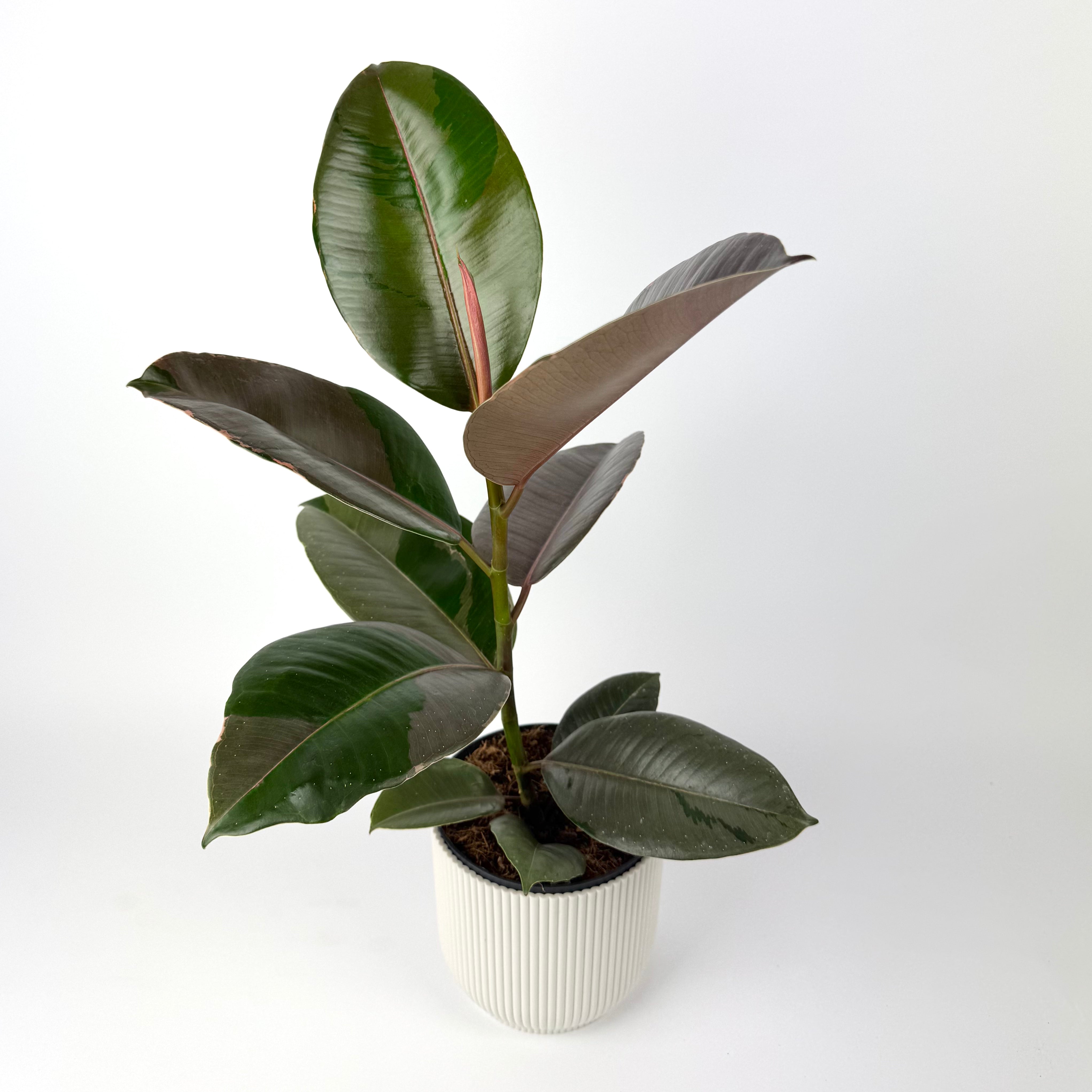 Ficus Elastica Pink Camouflage 14cm Houseplant – OH SO Floral