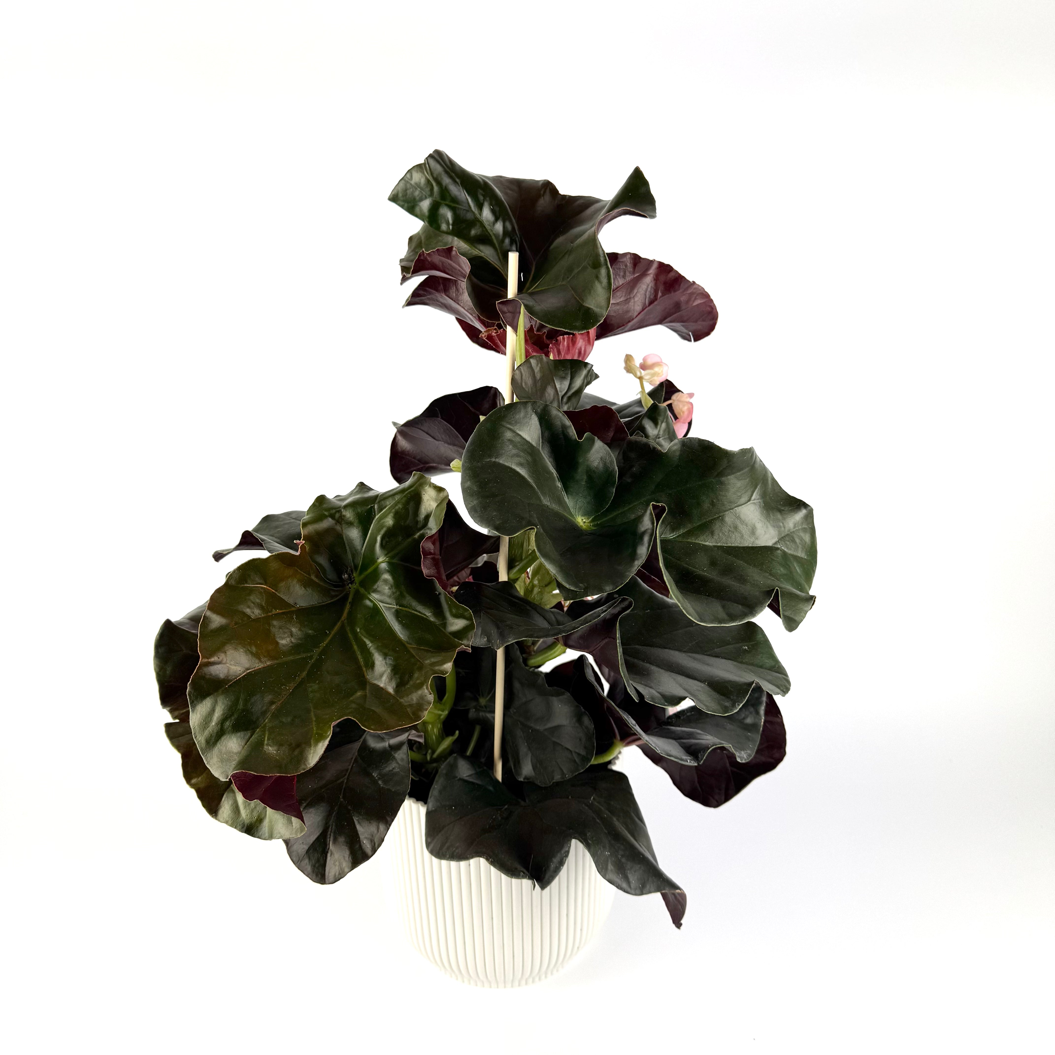 Begonia Alice Faye 14cm Pot Size Houseplant – OH SO Floral