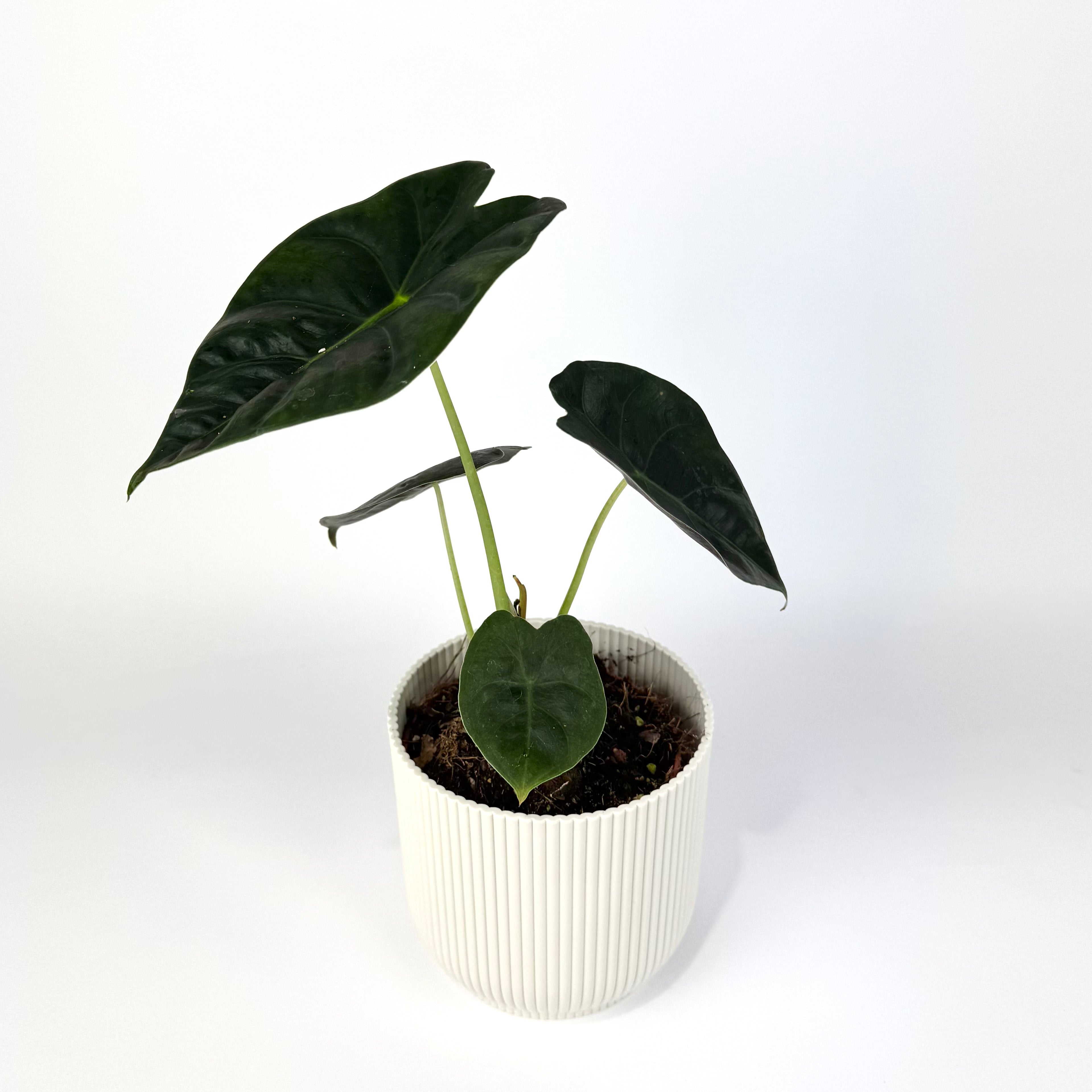 Alocasia Golden Bone 12cm Houseplant – OH SO Floral