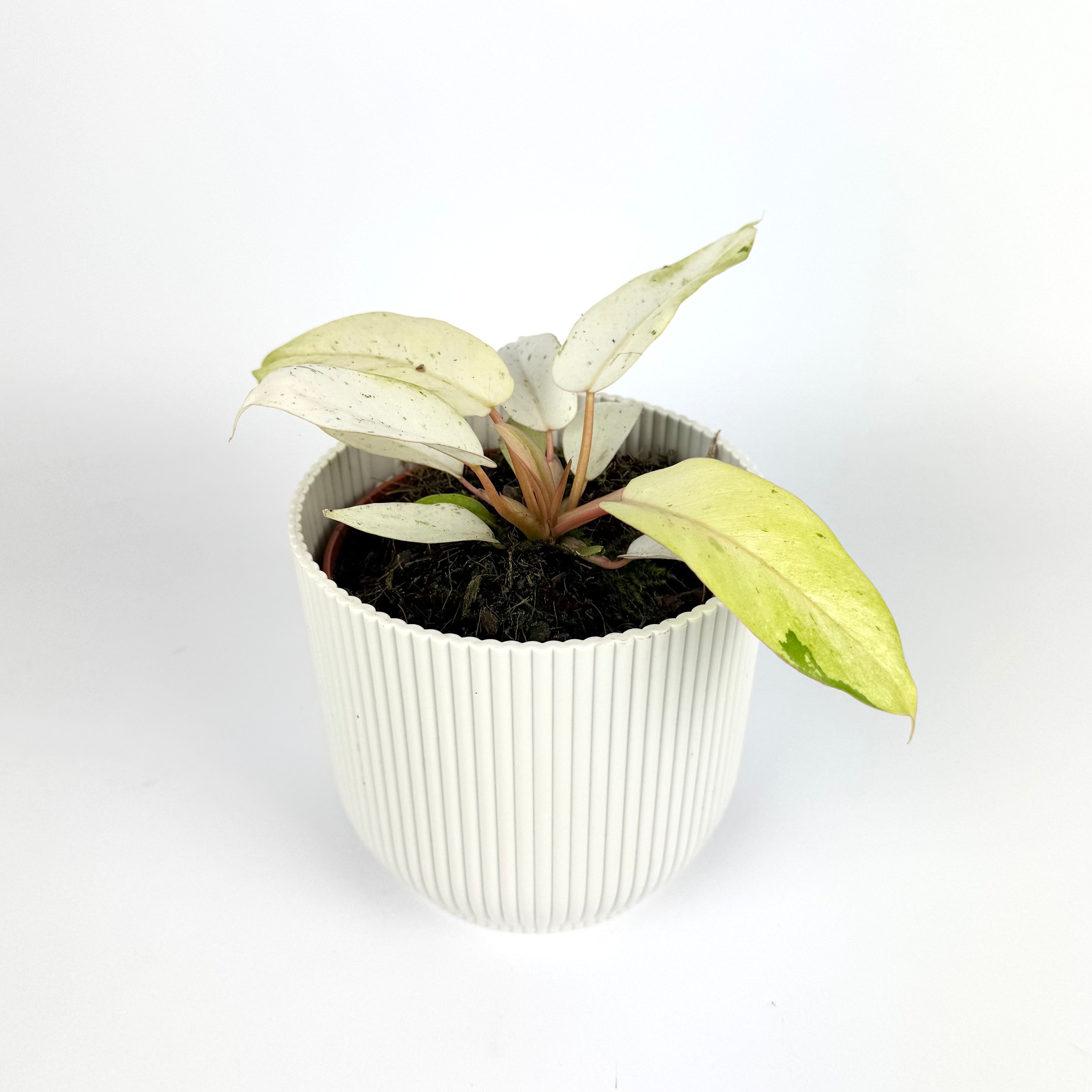 Philodendron Snowdrift 12cm Pot size Houseplant – OH SO Floral