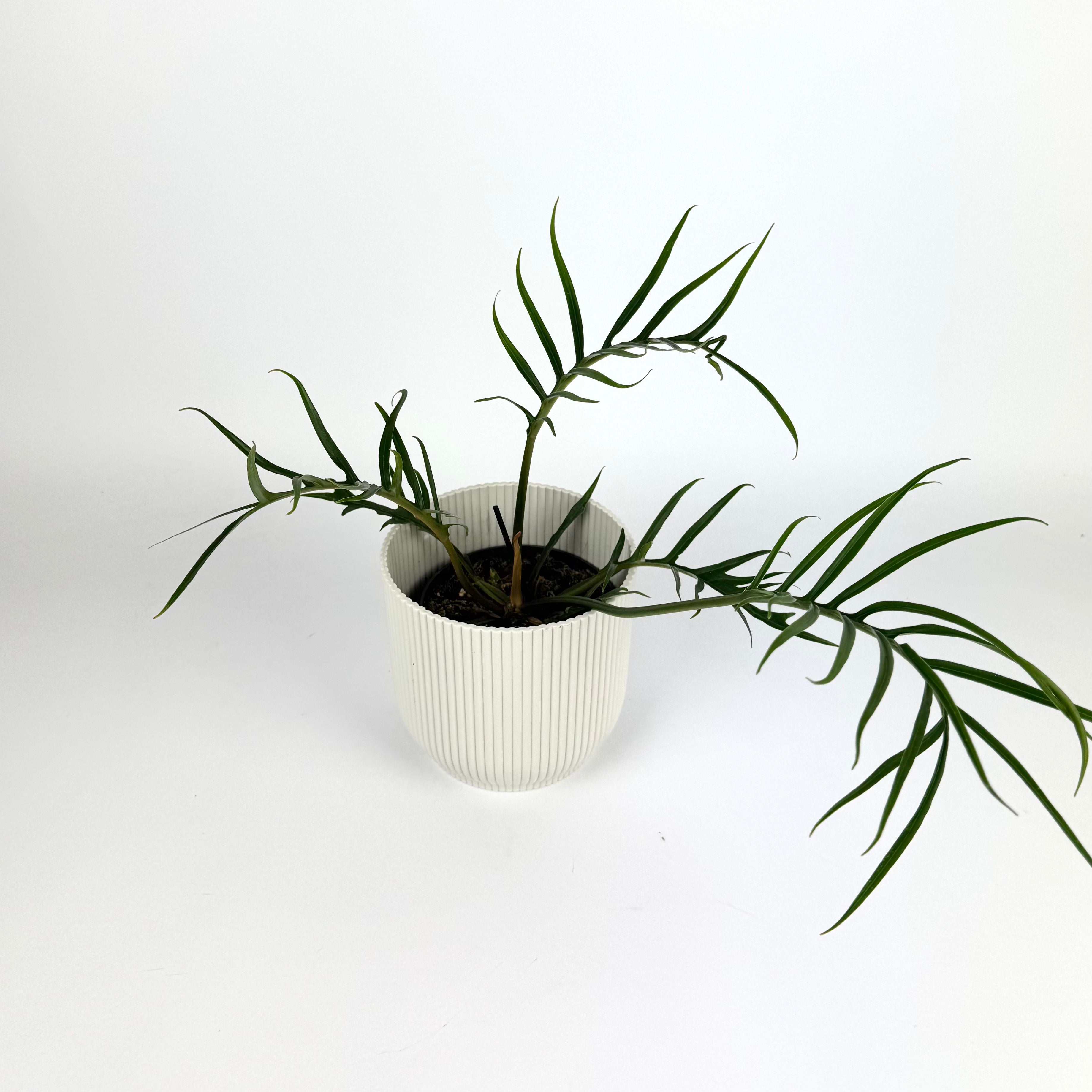 Philodendron Bipinnatifidum Tortum 12cm Pot size Houseplant – OH SO Floral
