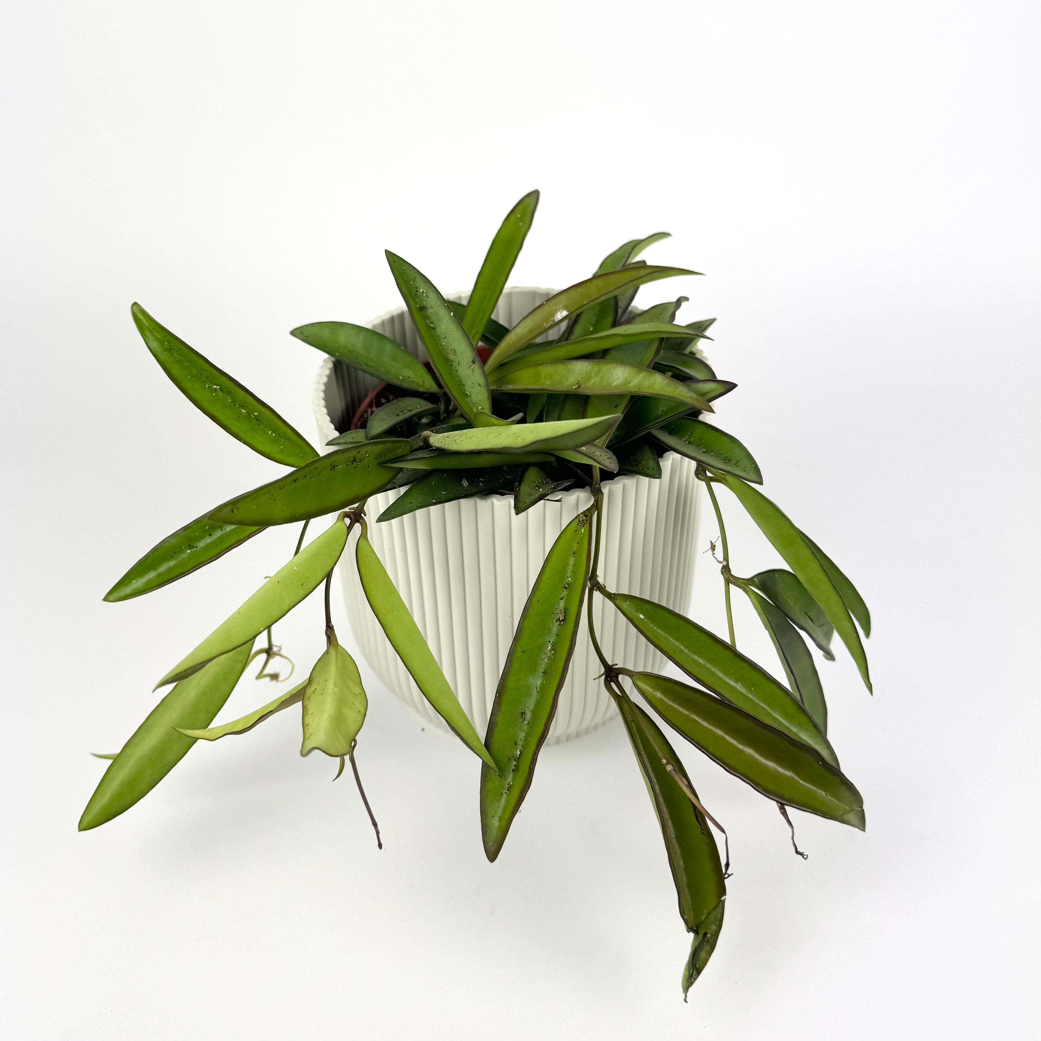 Hoya Wayetti Green 12cm Pot Size Houseplant – OH SO Floral