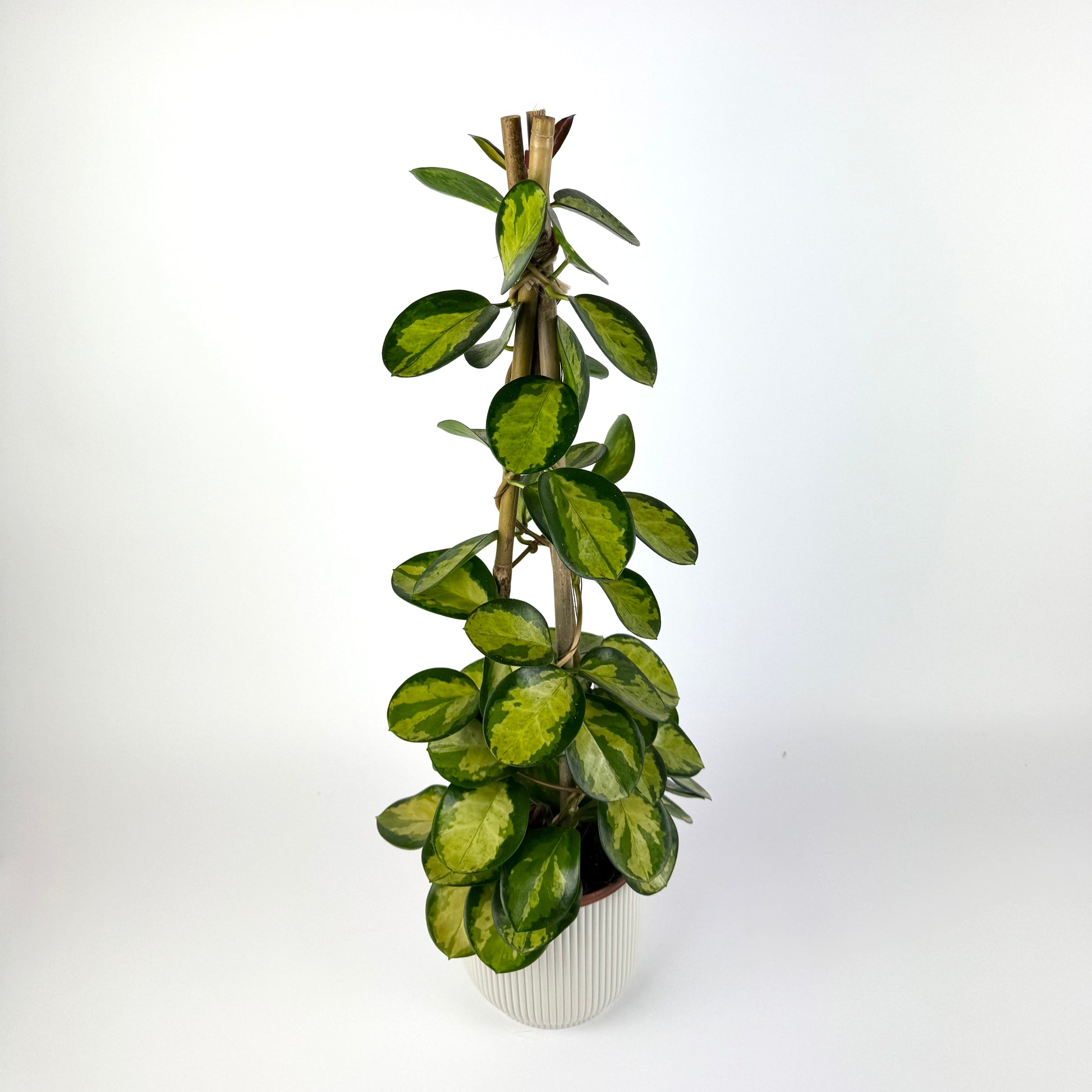 Hoya Australis Lisa Pyramid 15cm Houseplant – OH SO Floral