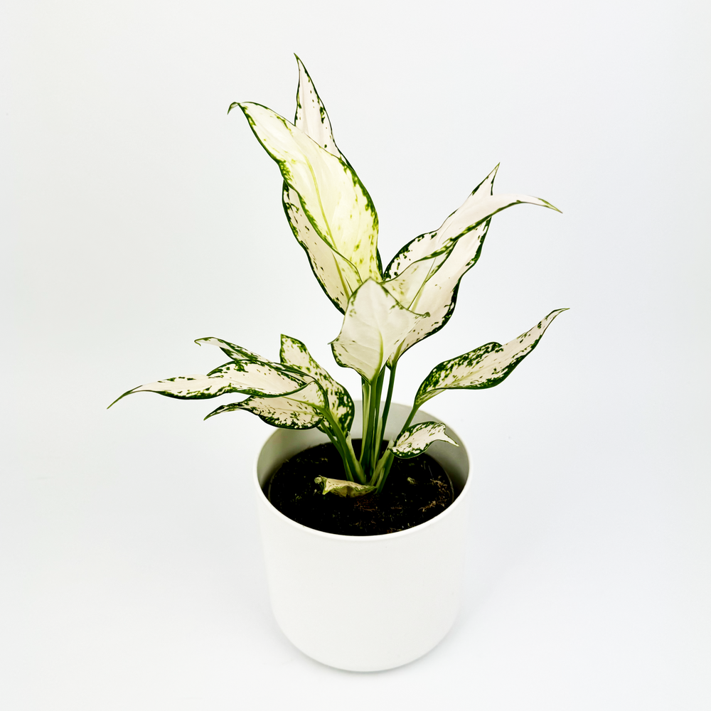 Corporate – OH SO Floral